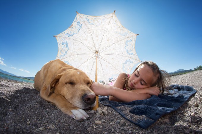 Keep Your Dog Safe In The Summer Heat - DogTime