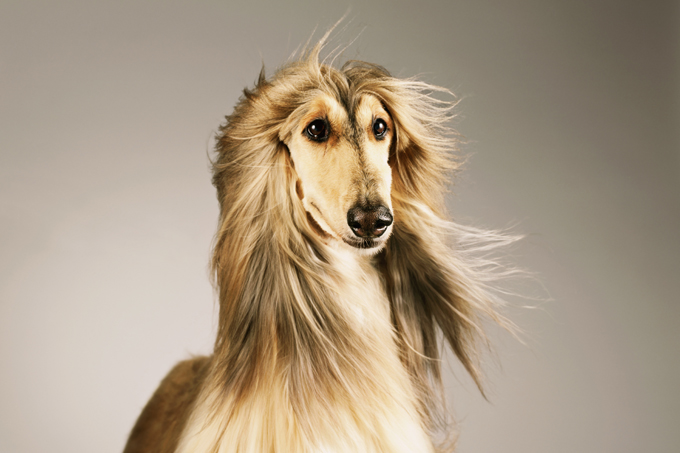 Afghan Hound Dog Breed Information & Characteristics