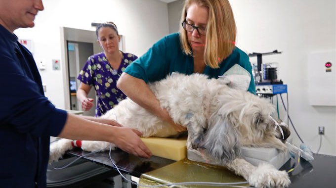 Canine Cancer: Vaginal and Vulvar Tumors - DogTime