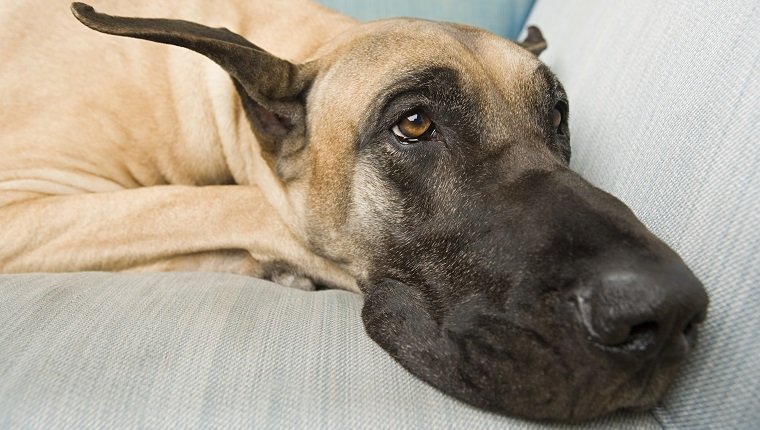 Prostate Cancer In Dogs: Symptoms, Causes, & Treatments - DogTime