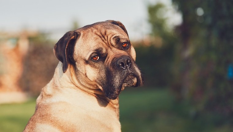 Prostate Cancer In Dogs: Symptoms, Causes, & Treatments - DogTime