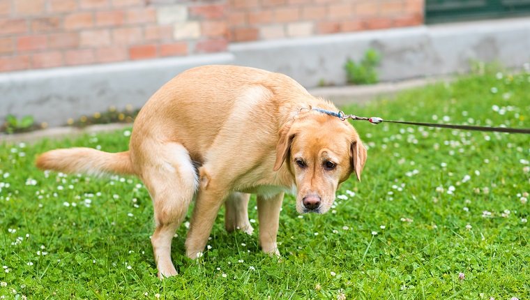 Prostate Cancer In Dogs: Symptoms, Causes, & Treatments - DogTime