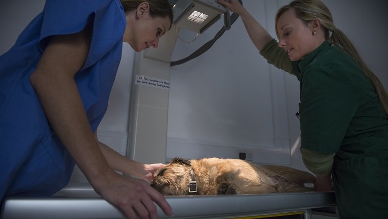 Prostate Cancer In Dogs: Symptoms, Causes, & Treatments - DogTime