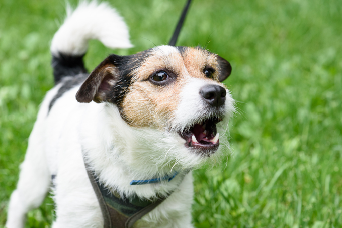 Tackling Leash Aggression In Dogs - DogTime