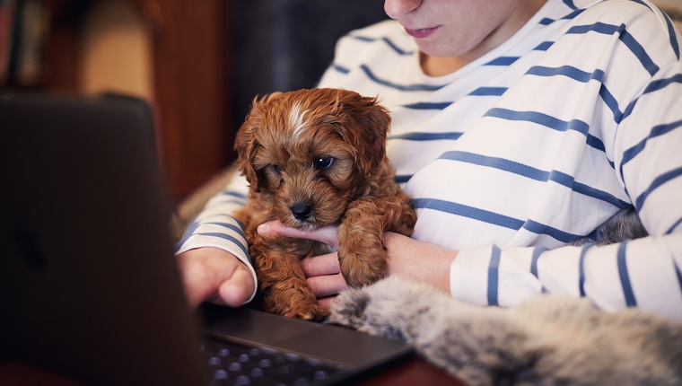 Puppy Shower Invitations: The First Step To A Bark-worthy Party - DogTime