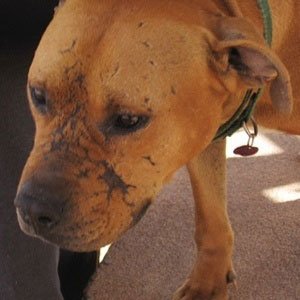 Can the Michael Vick dogs be saved? At Best Friends, the answer is yes ...