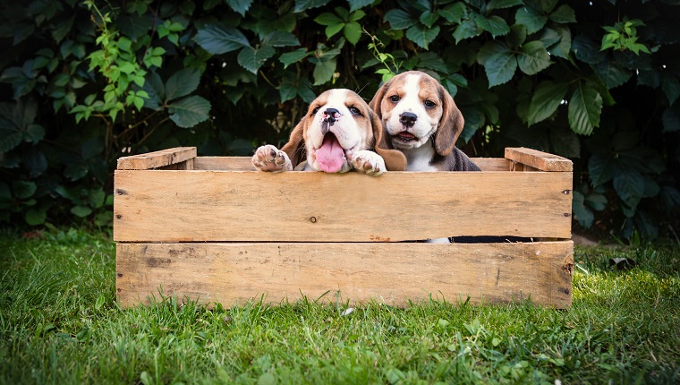 'Puppies For Sale?' Consider Adoption Instead - DogTime