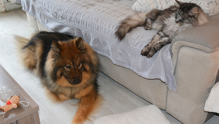 What To Know If You're Thinking About Fostering An Adoptable Cat Or Dog ...