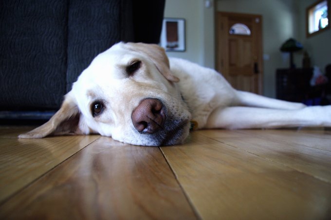 Treating Dog Constipation - DogTime