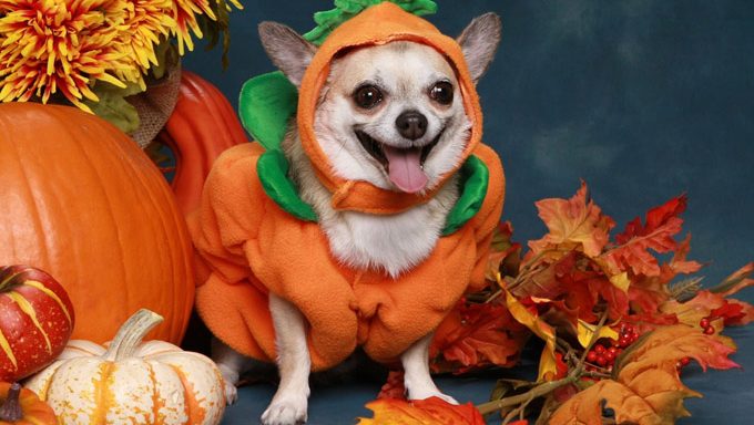DogSpeak: Dressing Your Dog In A Halloween Costume? Watch Their Body ...