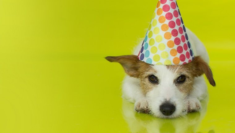 Puppy Shower: A Party To Welcome Your New Family Member - DogTime