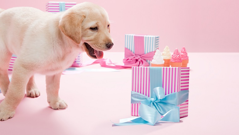 Puppy Shower: A Party To Welcome Your New Family Member - DogTime