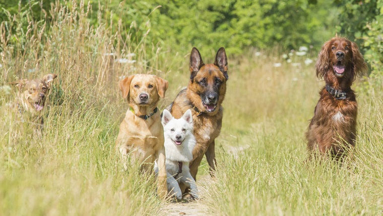 Get To Know Your Dog's Ages & Stages Throughout Their Life - DogTime