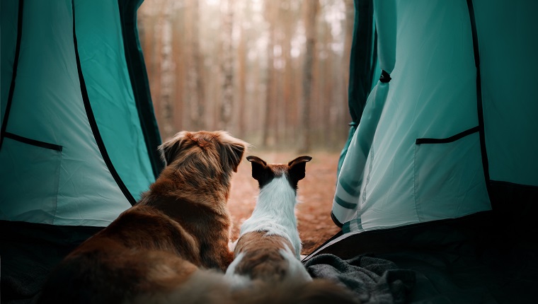 Get To Know Your Dog's Ages & Stages Throughout Their Life - DogTime