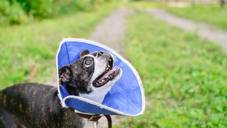 Why Should You Spay Or Neuter Your Dog? - DogTime