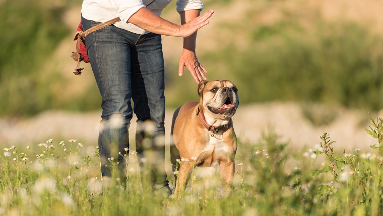 Unwanted Dog Behavior: Preventing & Treating Behavioral Issues - DogTime