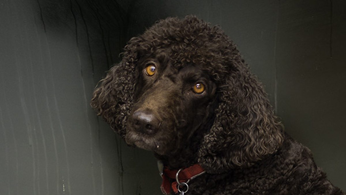 Irish Water Spaniel Dog Breed Information & Characteristics