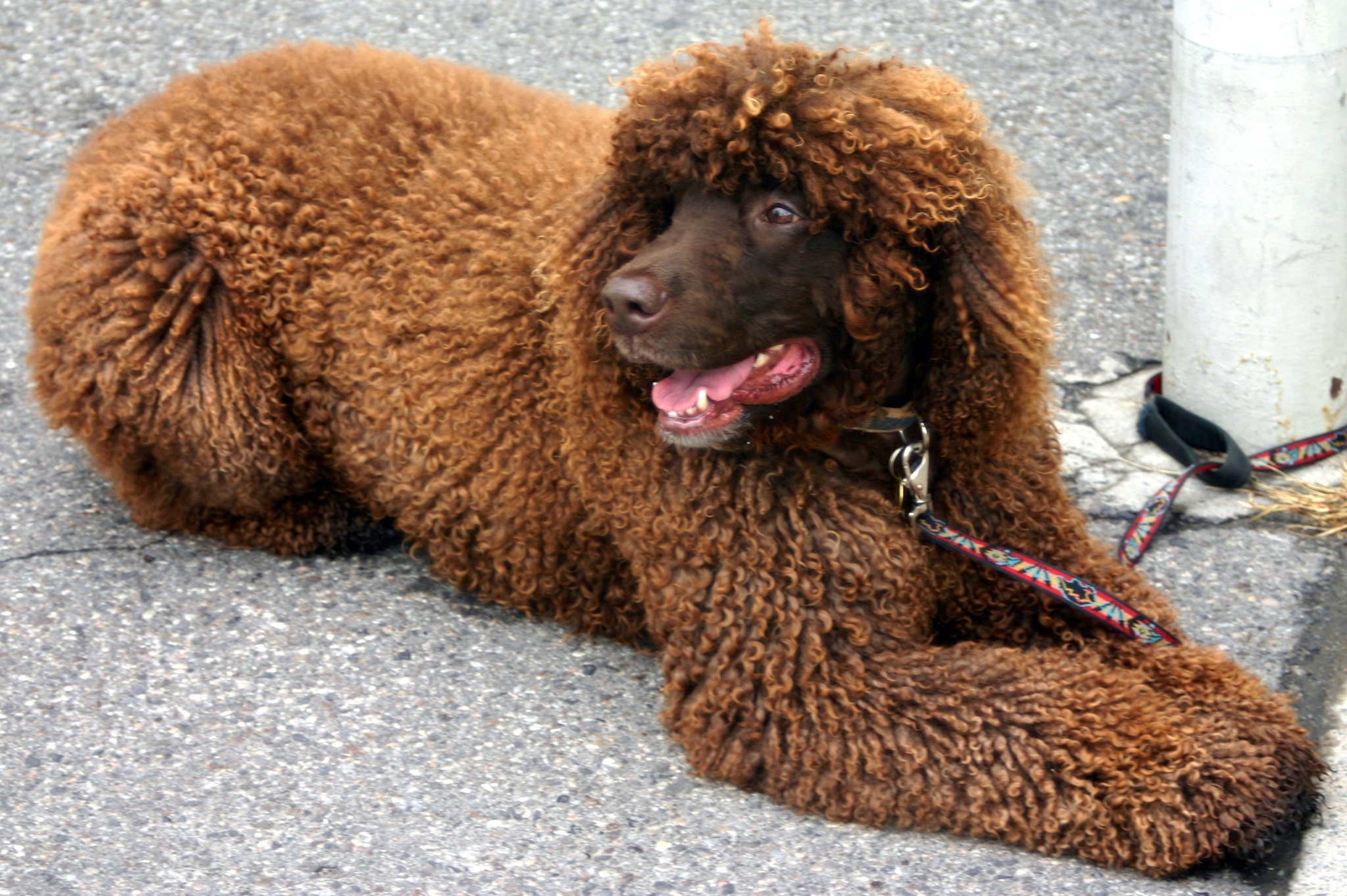 Irish Water Spaniel Dog Breed Information & Characteristics