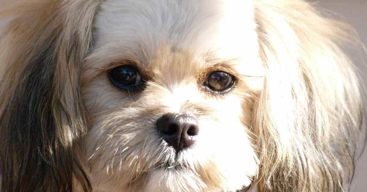 Peekapoo Dog Breed Information & Characteristics