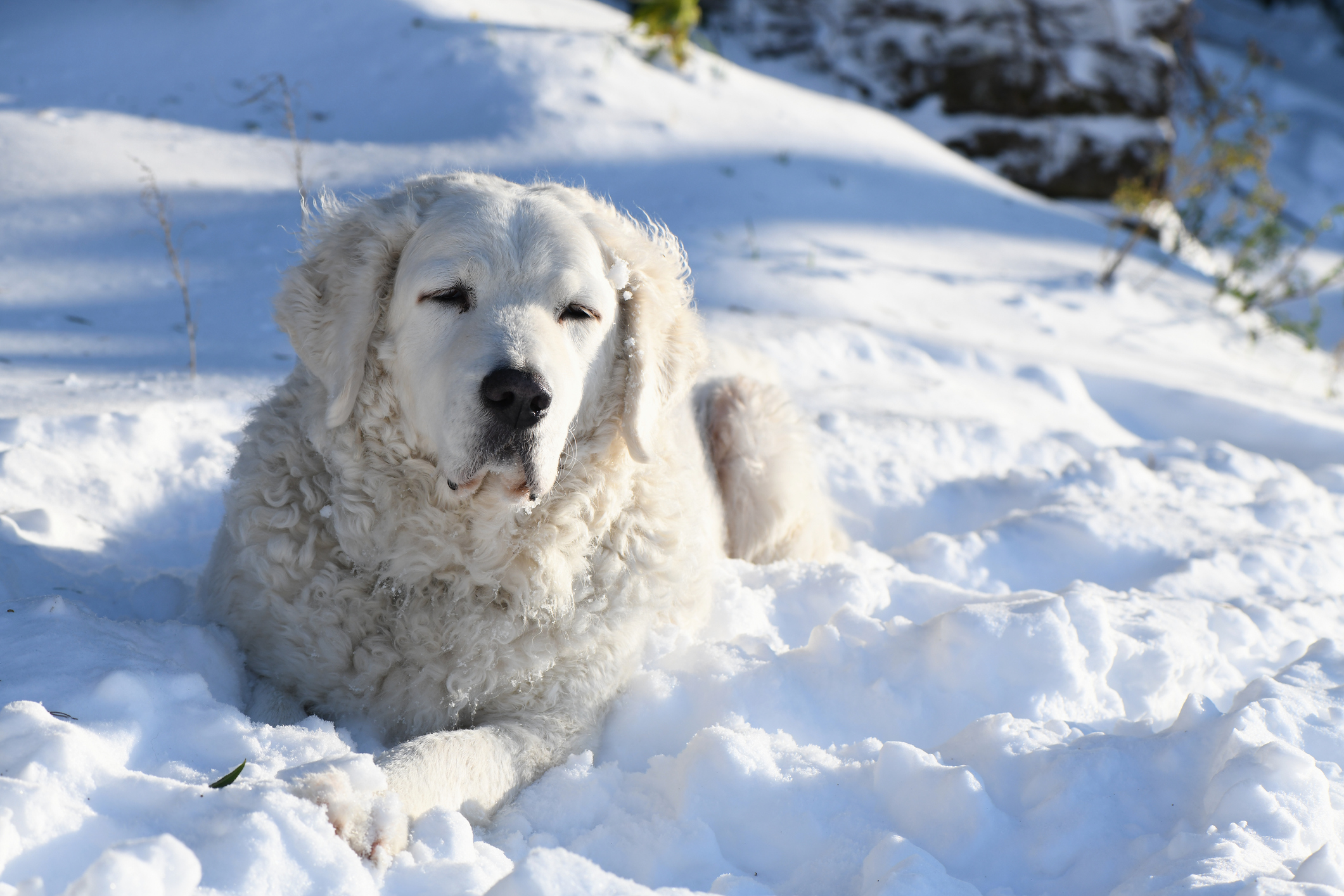 Kuvasz Dog Breed Information & Characteristics