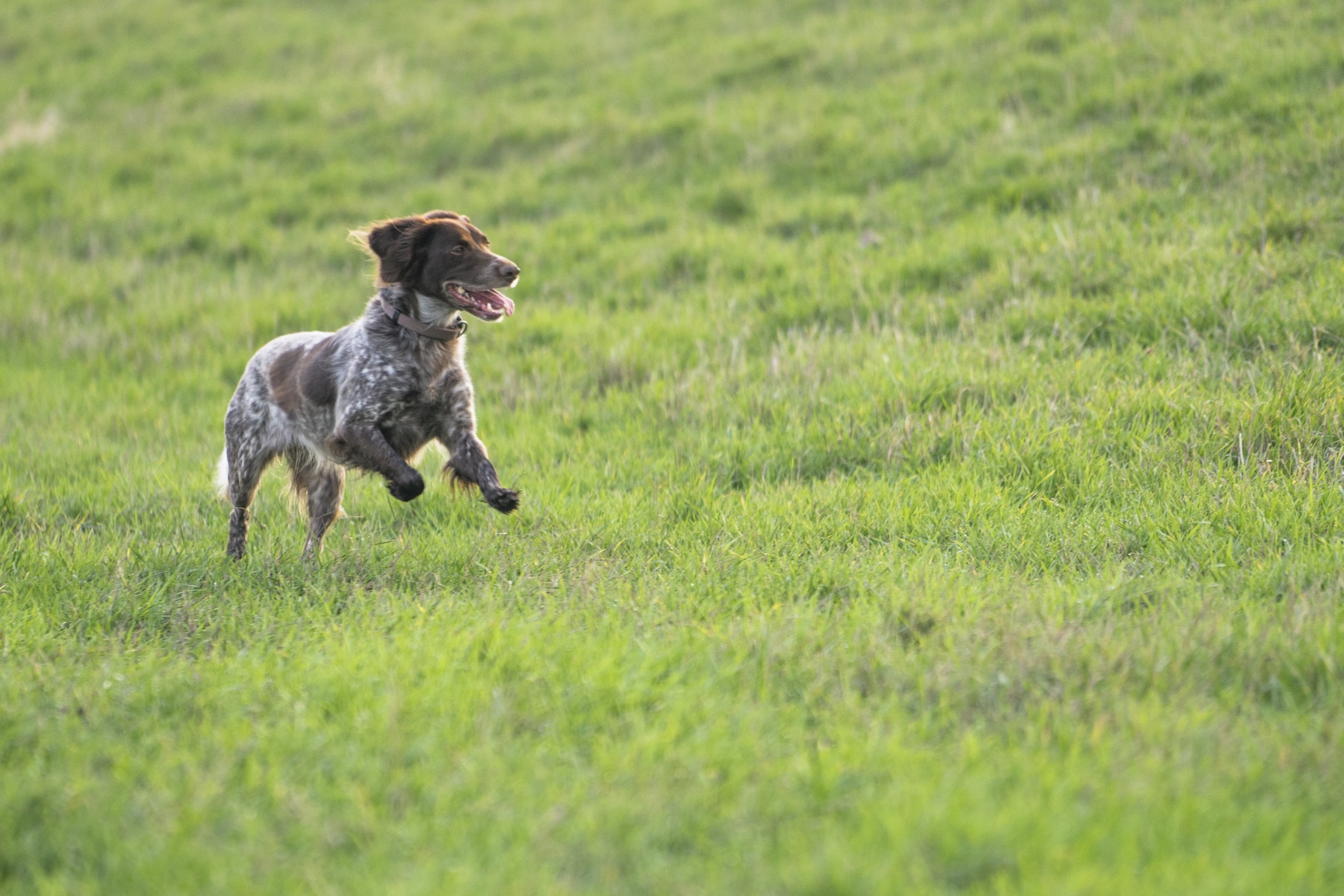 Small Munsterlander Pointer Breed Information & Characteristics