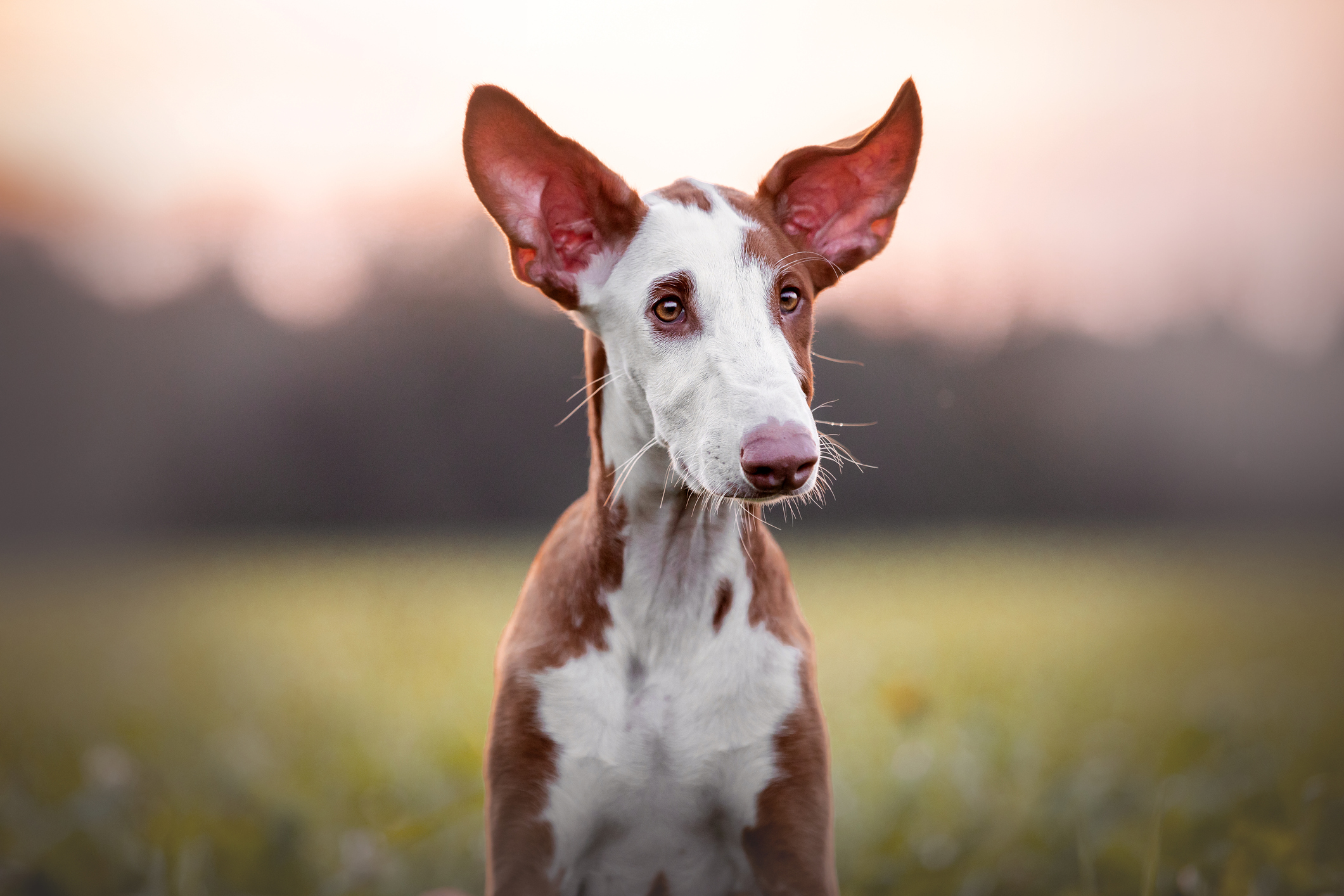 Ibizan Hound Dog Breed Information & Characteristics