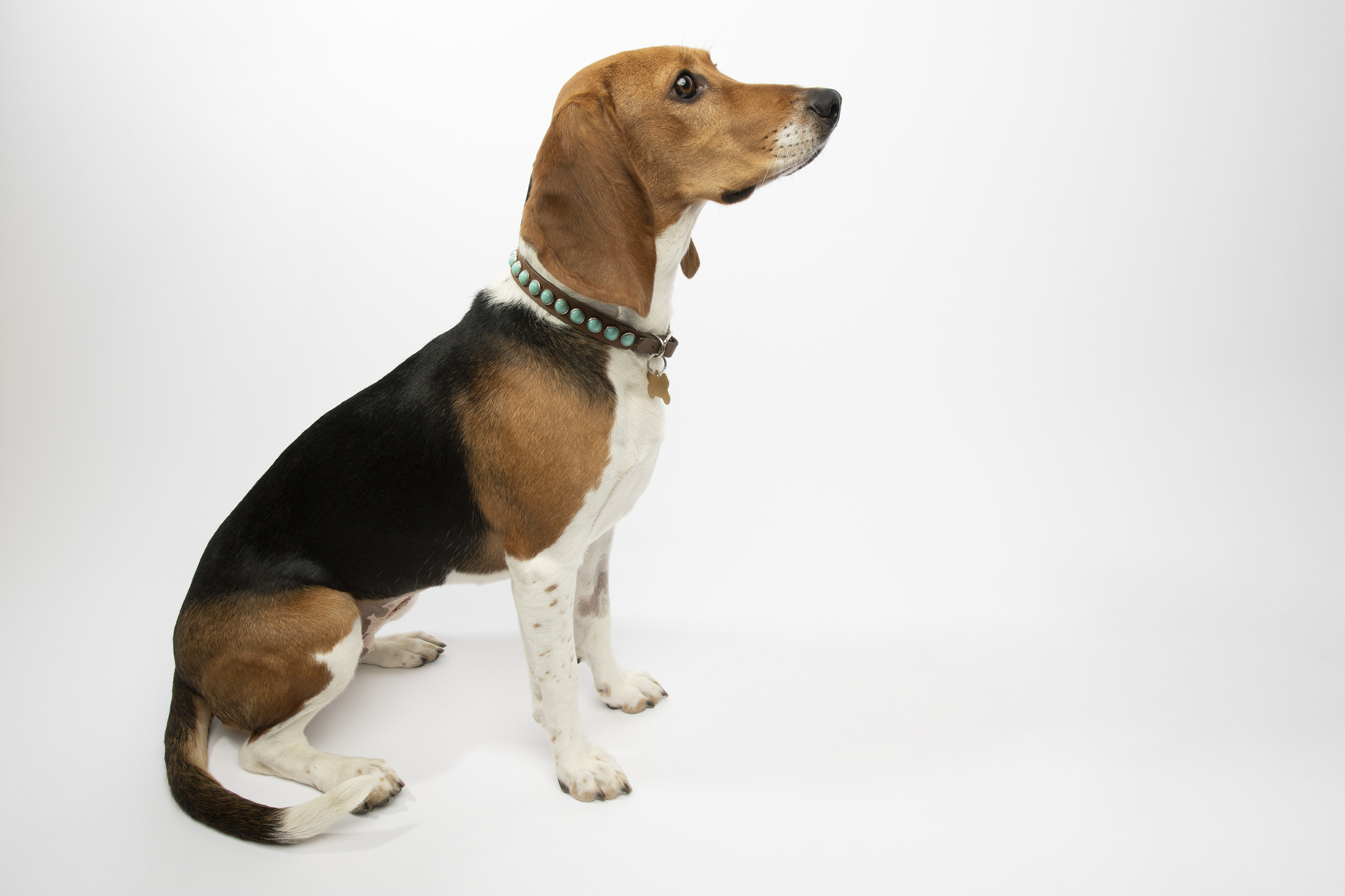 Harrier Dog Breed Information & Characteristics