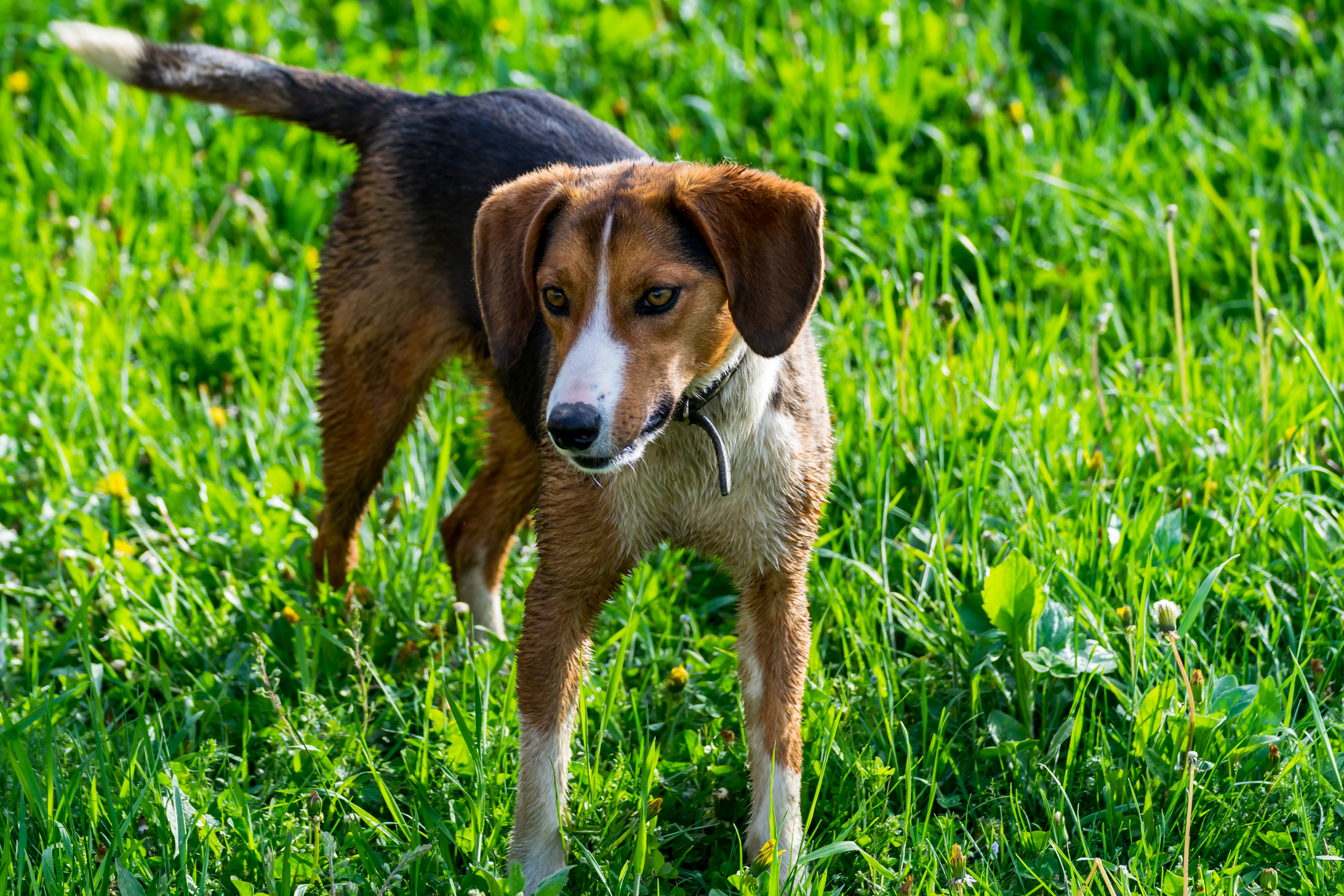 Harrier Dog Breed Information & Characteristics