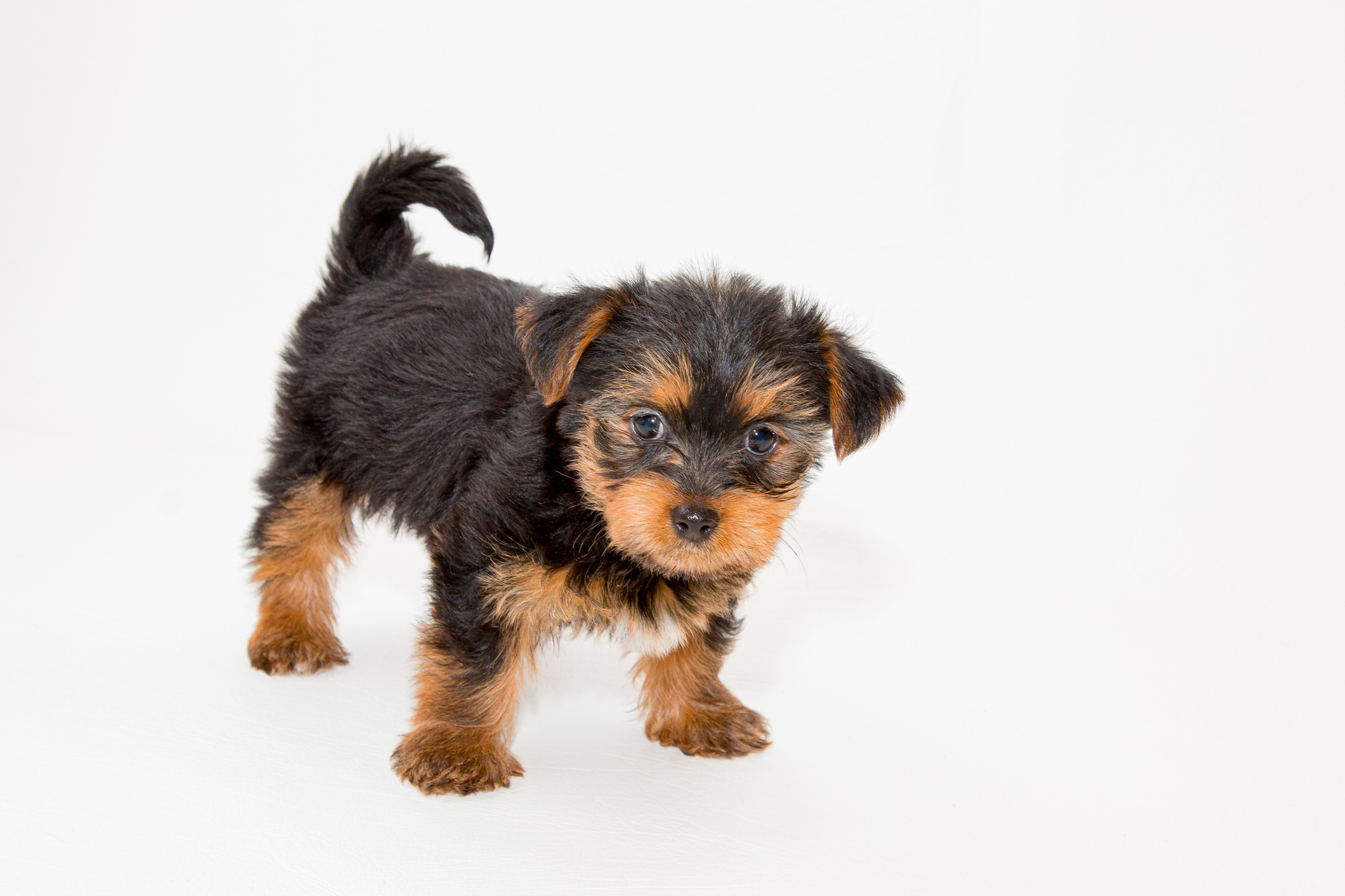 Silky Terrier Dog Breed Information & Characteristics