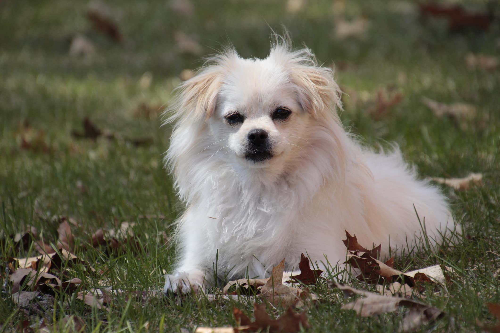 Peekapoo Dog Breed Information & Characteristics