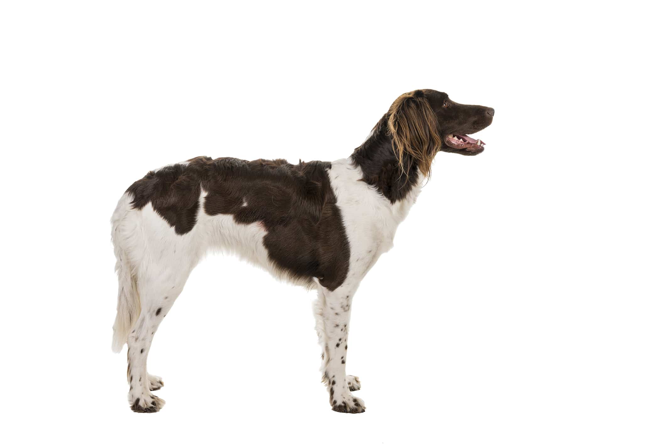Small Munsterlander Pointer Breed Information & Characteristics