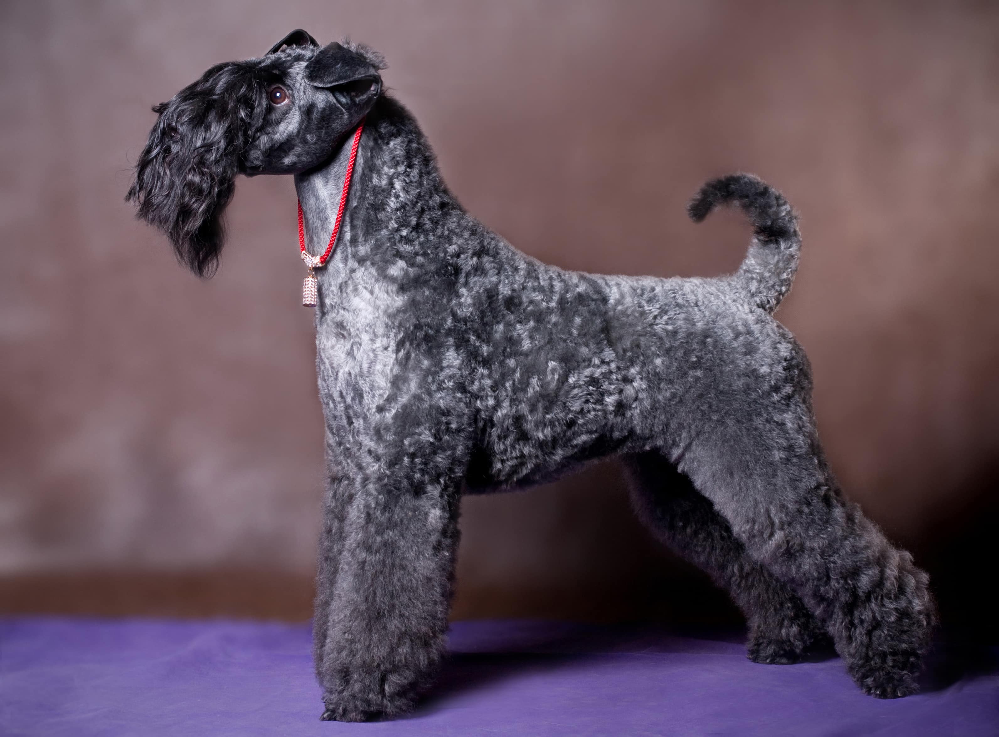 Kerry Blue Terrier Dog Breed Information & Characteristics