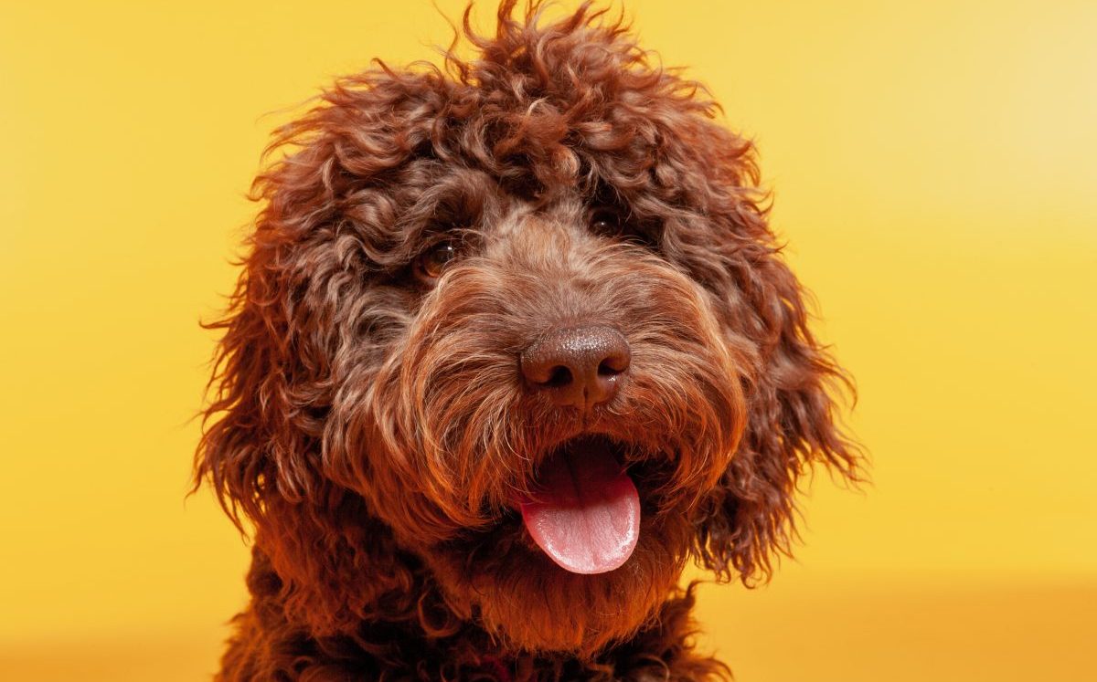 Labradoodle Dog Breed Information & Characteristics