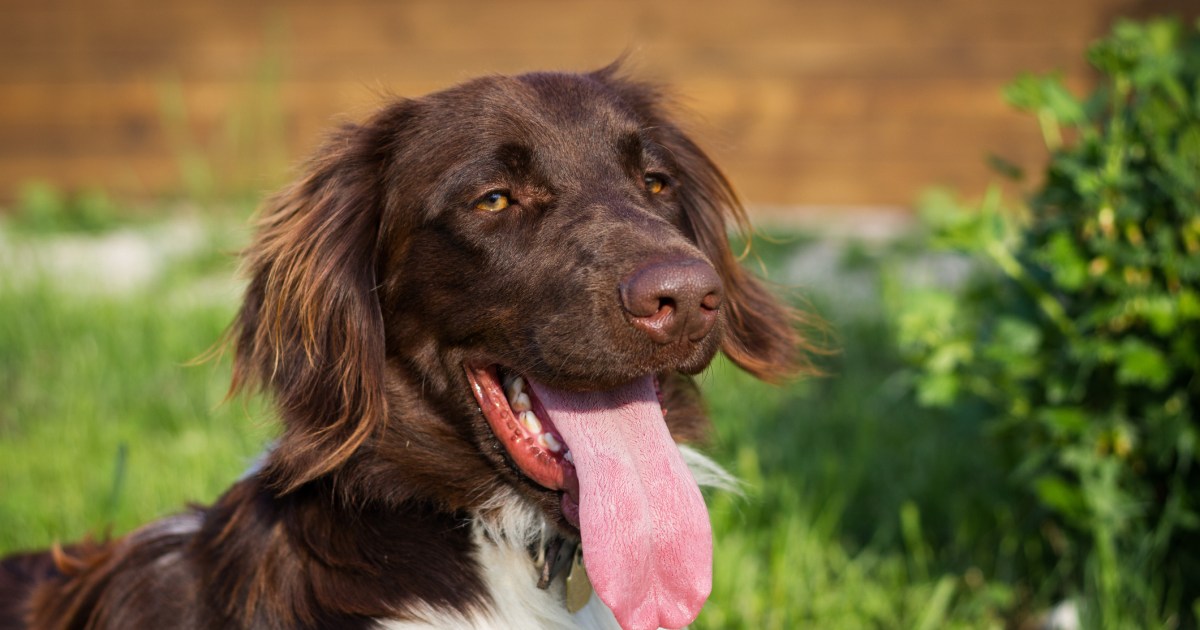 Small Munsterlander Pointer Breed Information & Characteristics