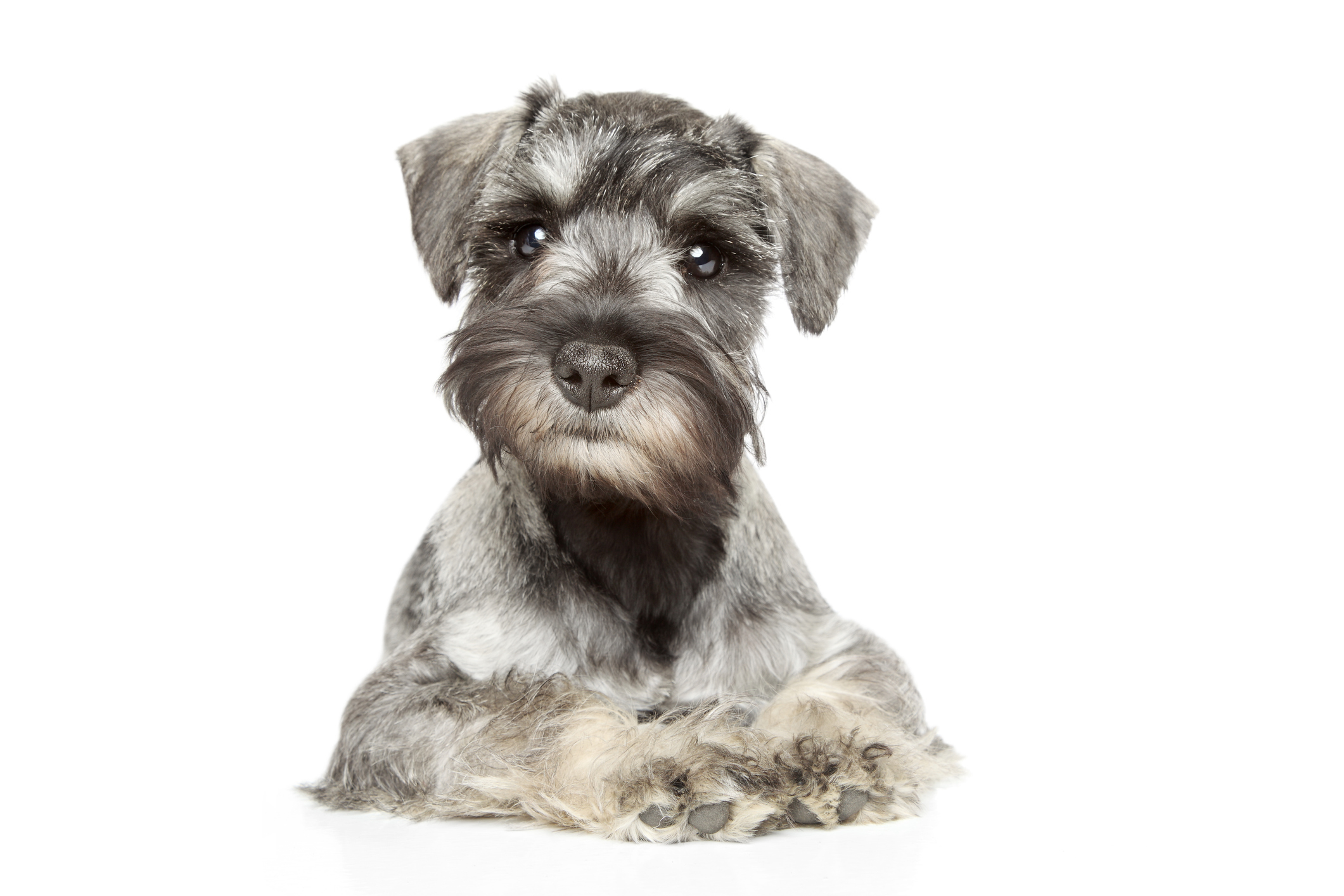 Miniature Schnauzer Dog Breed Information & Characteristics