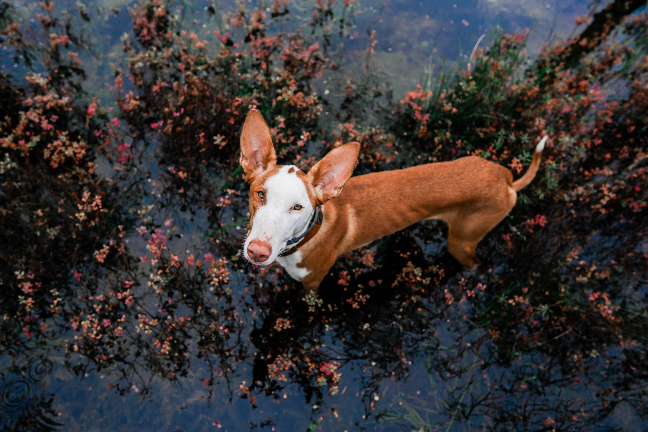 Ibizan Hound Dog Breed Information & Characteristics