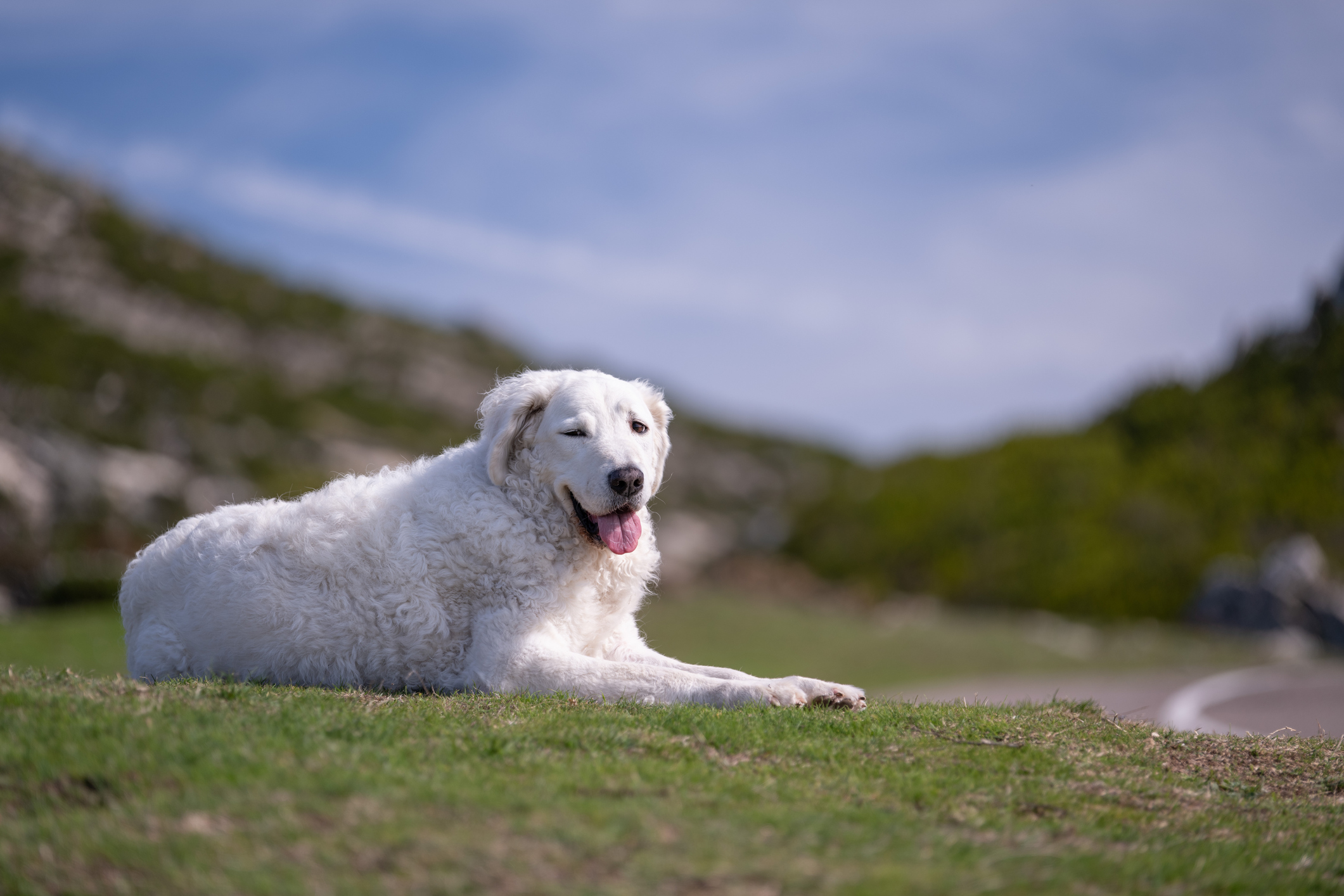 Kuvasz Dog Breed Information & Characteristics