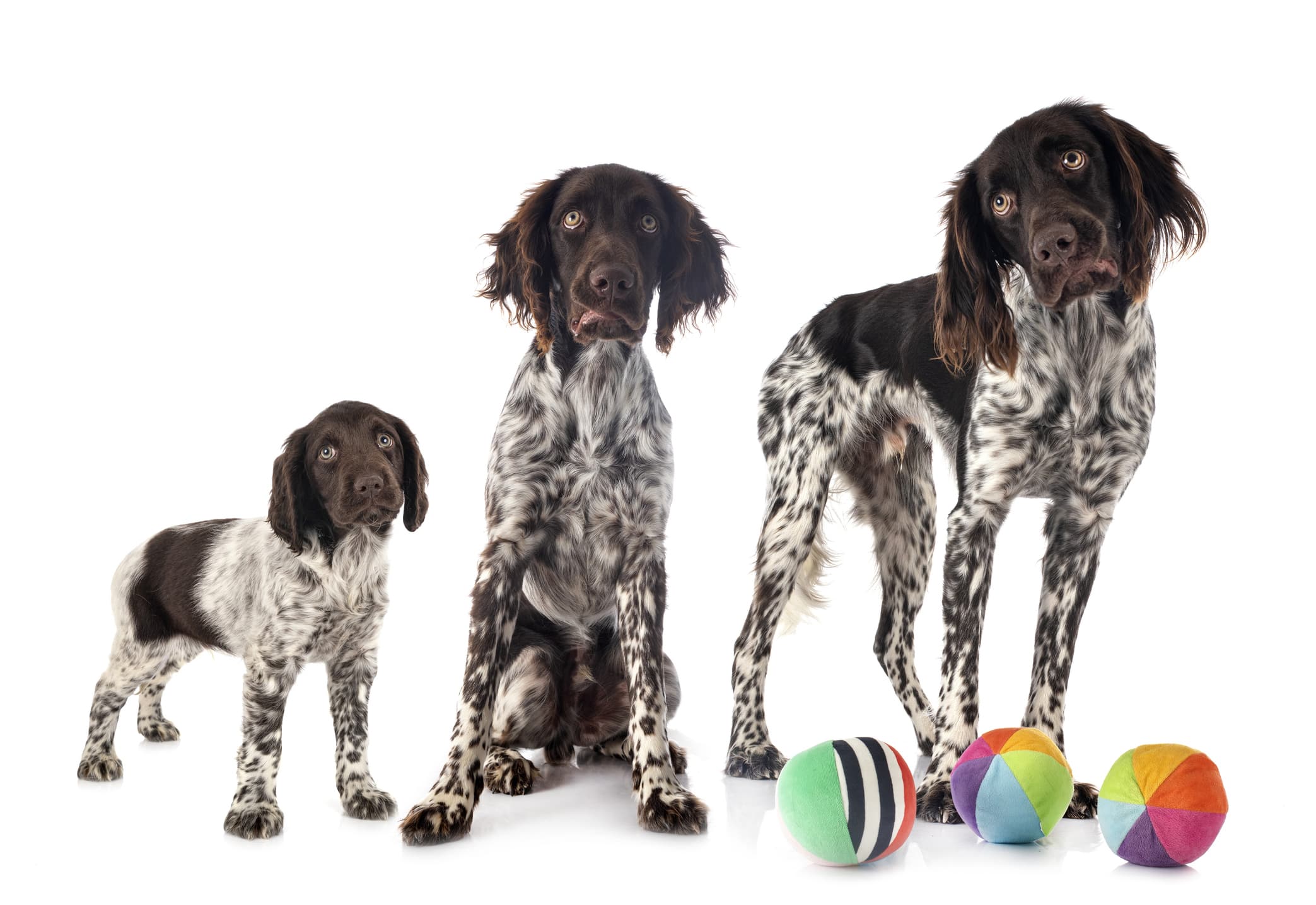 Small Munsterlander Pointer Breed Information & Characteristics