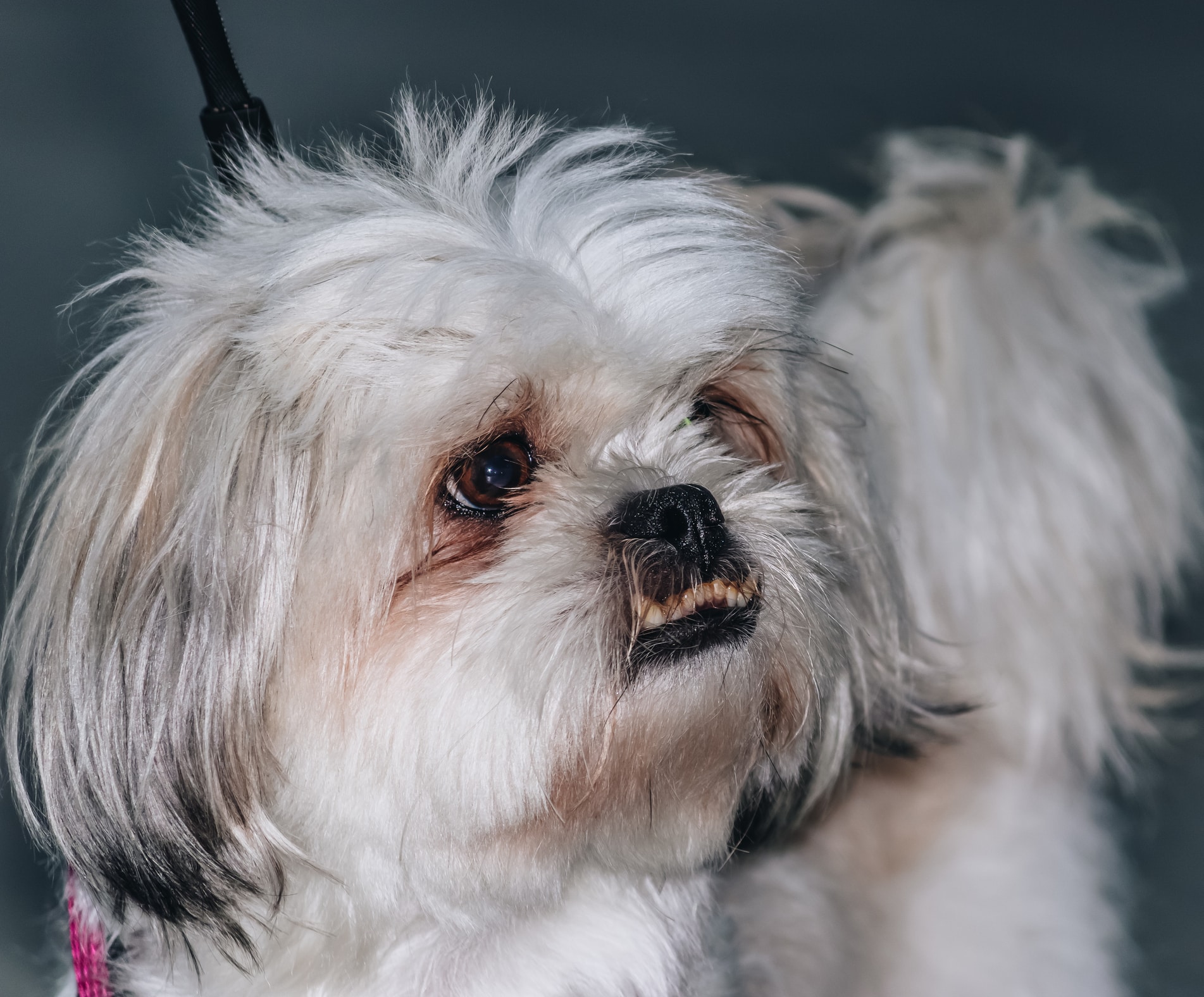 Peekapoo Dog Breed Information & Characteristics