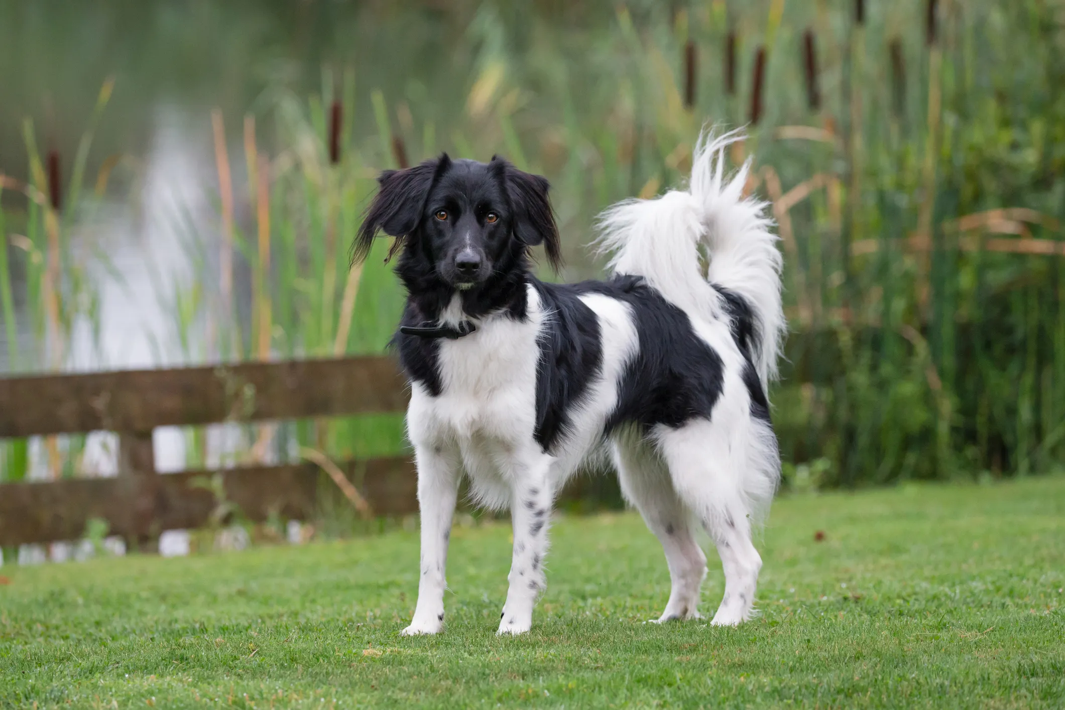 Stabyhoun Dog Breed Information & Characteristics
