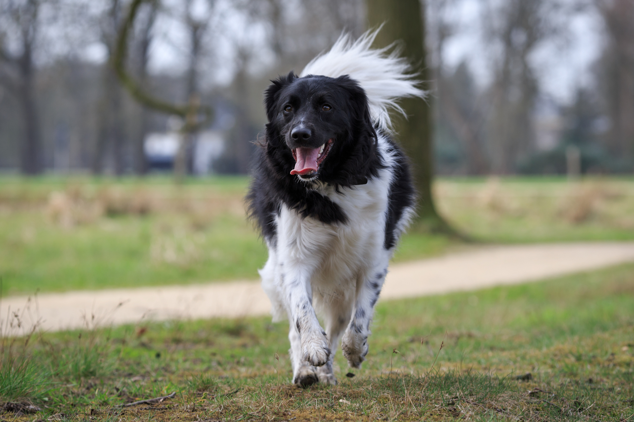 Stabyhoun Dog Breed Information & Characteristics