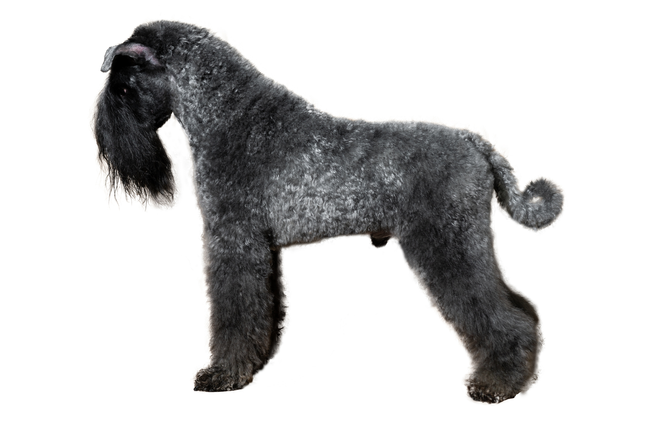 Kerry Blue Terrier Dog Breed Information & Characteristics