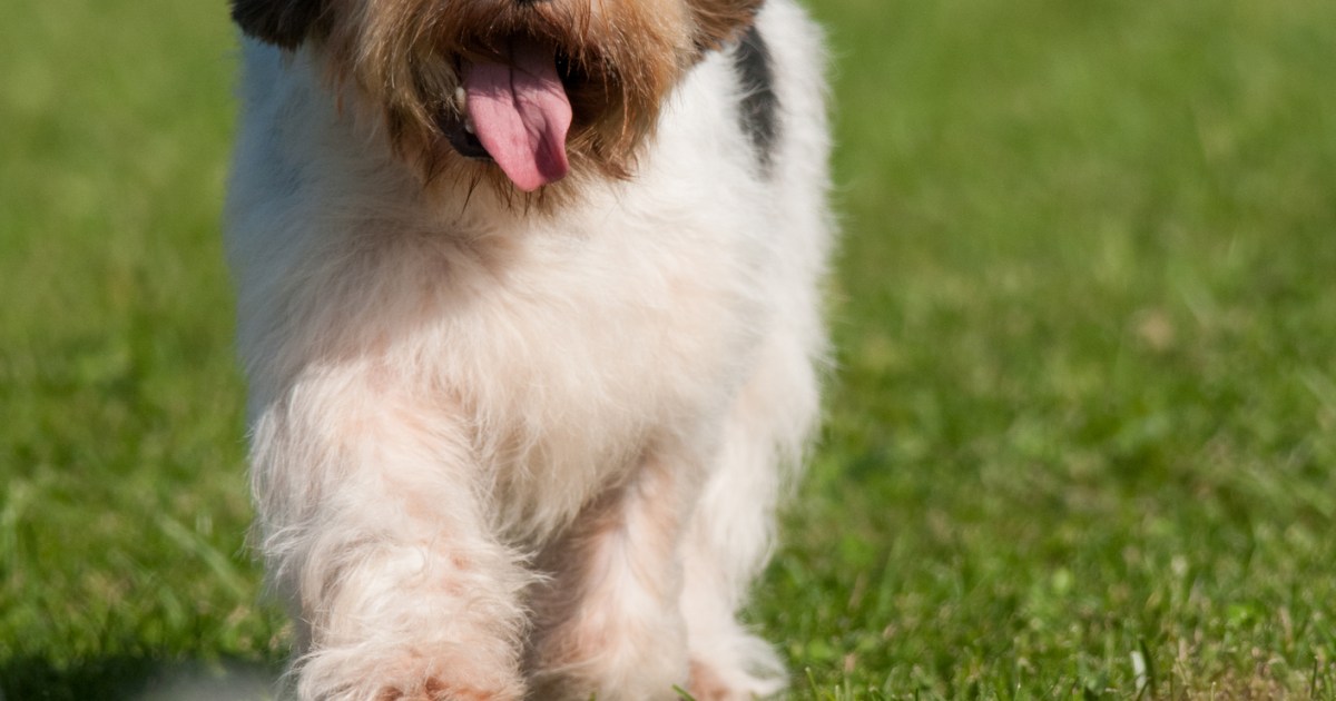 Petit Basset Griffon Vendeen Breed Information & Characteristics