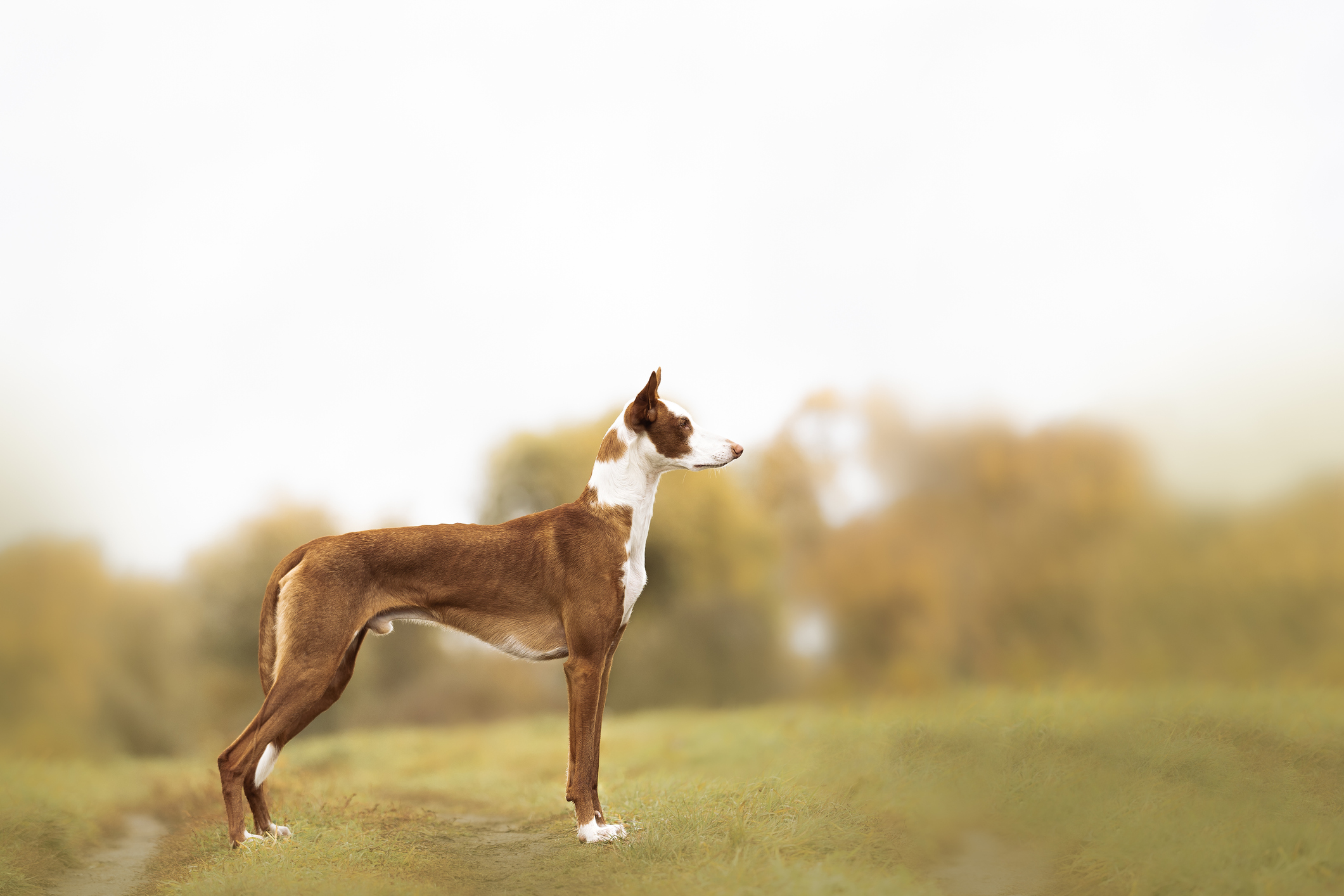 Ibizan Hound Dog Breed Information & Characteristics