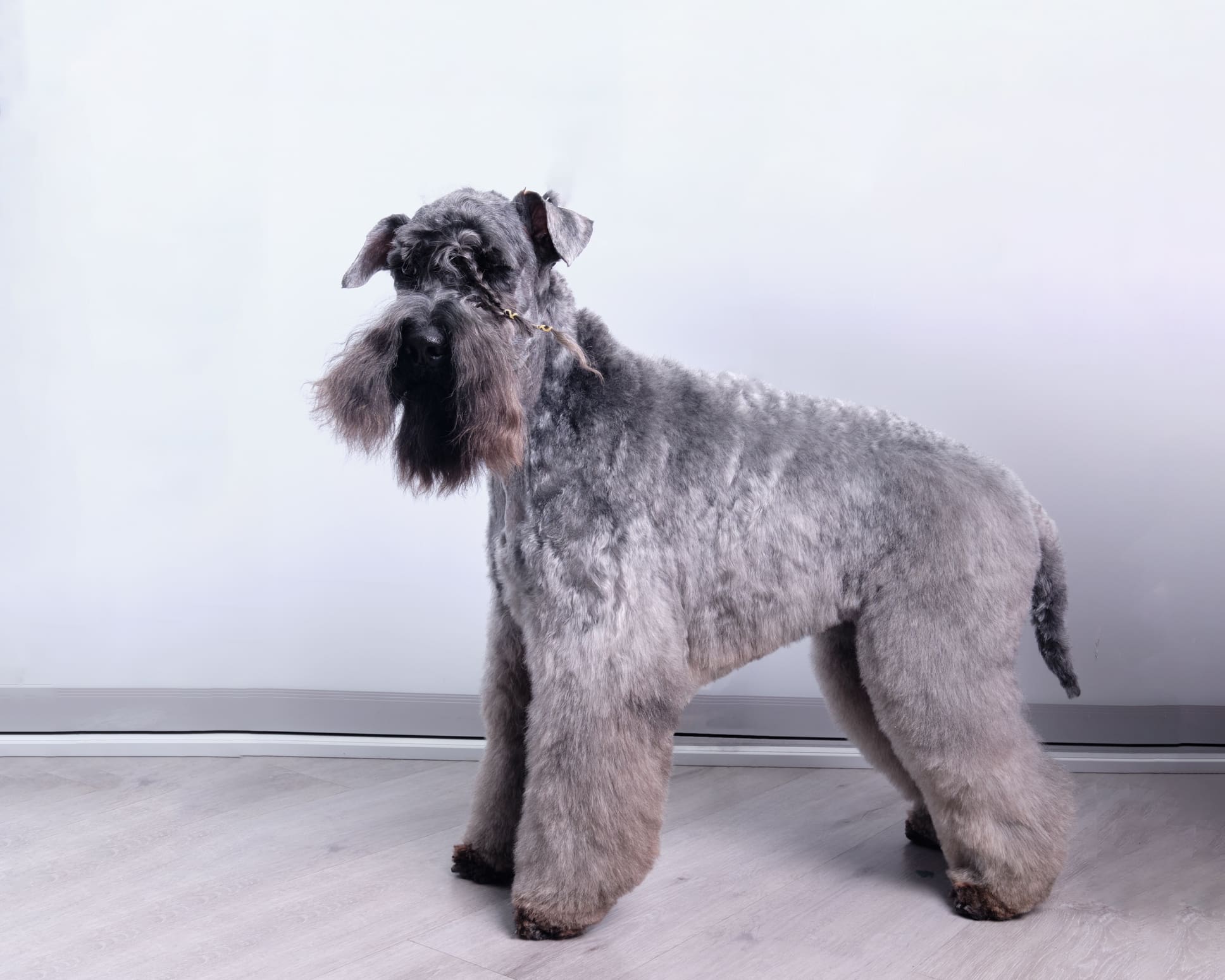Kerry Blue Terrier Dog Breed Information & Characteristics