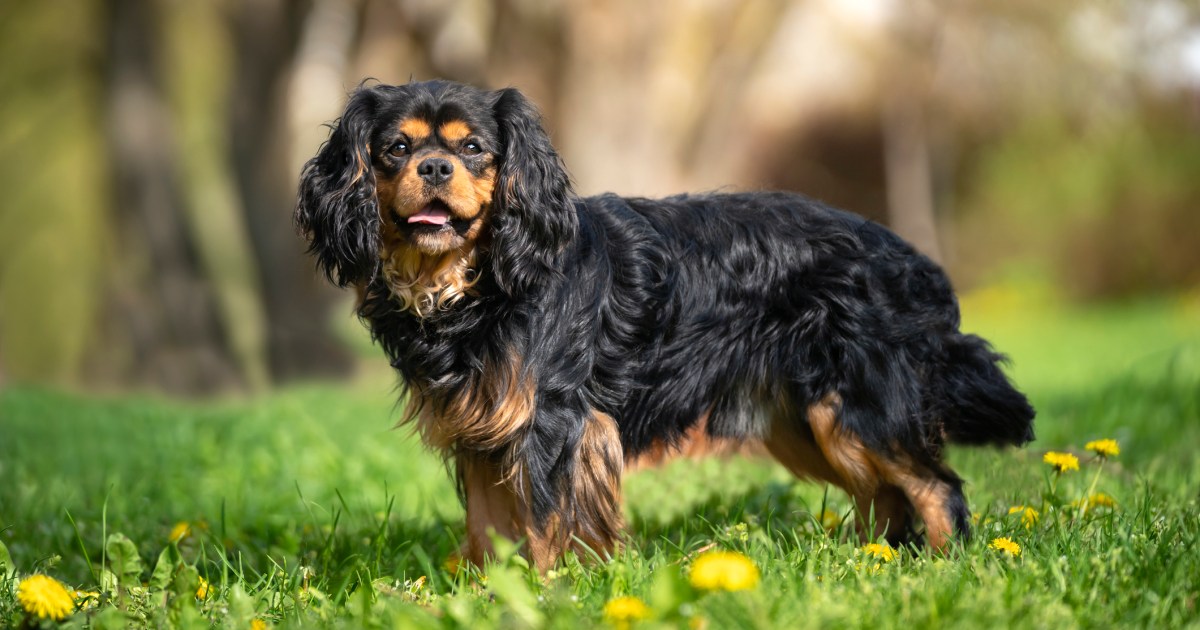 Cavalier King Charles Spaniel Dog Breed Information