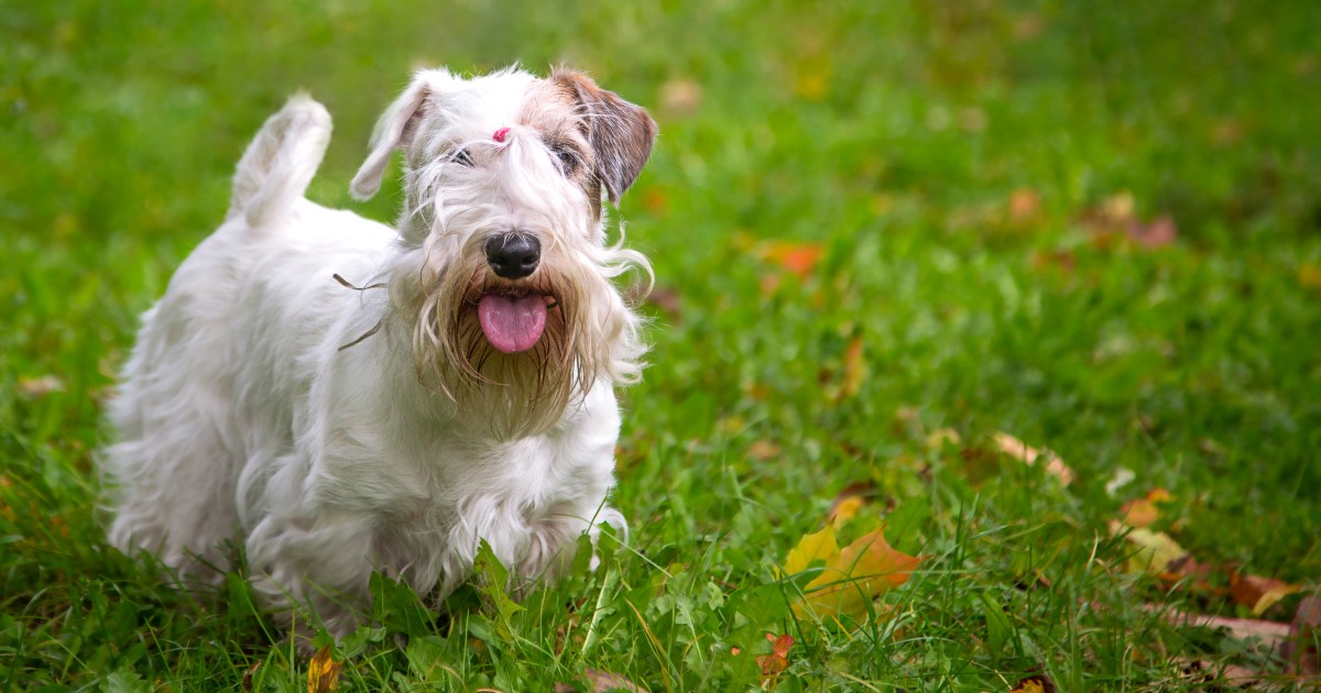 Sealyham Terrier Dog Breed Information & Characteristics