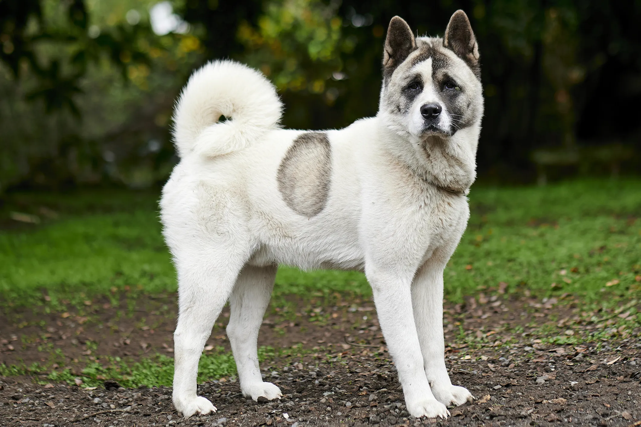 Norwegian Buhund Dog Breed Information & Characteristics