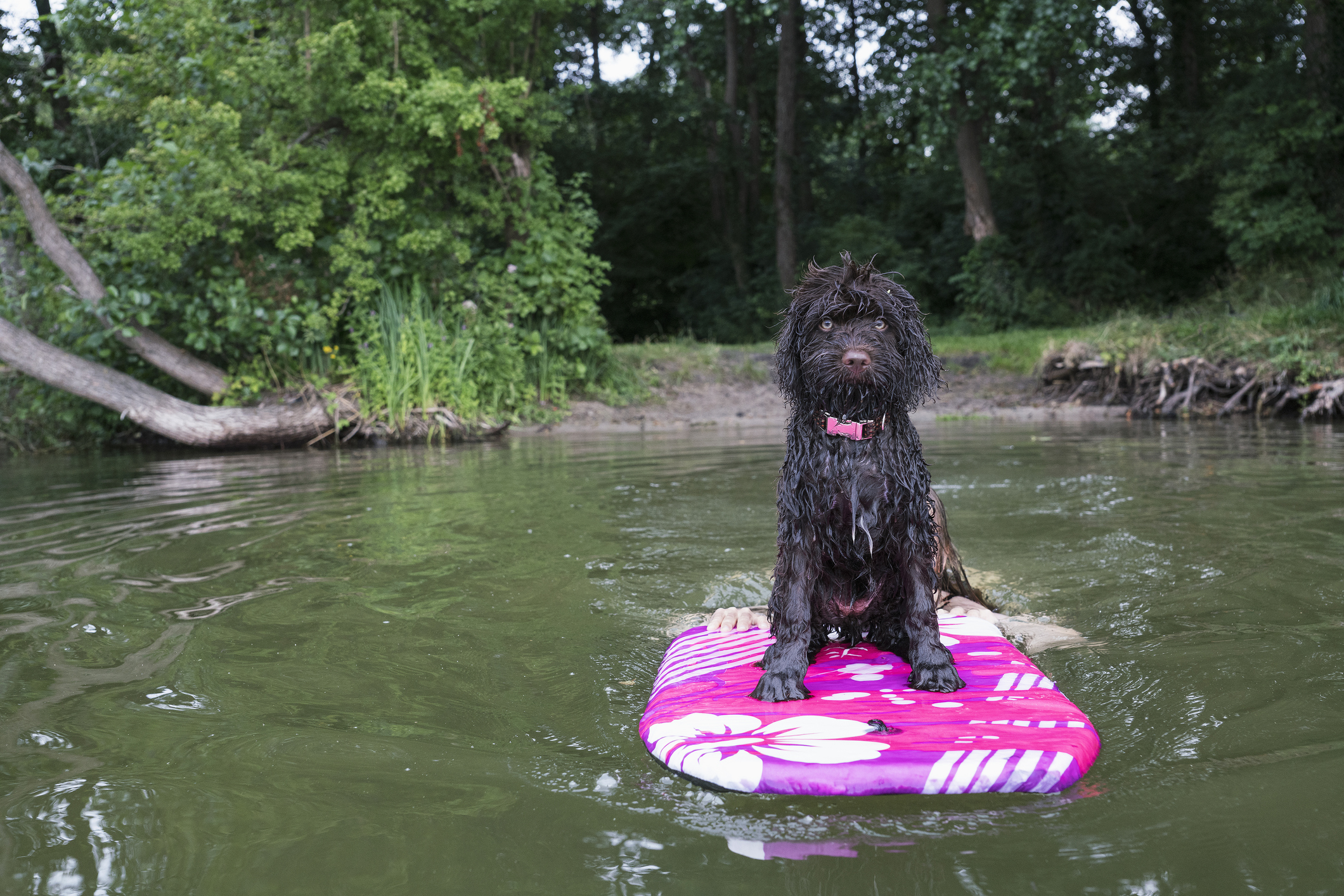 Barbet Dog Breed Information & Characteristics