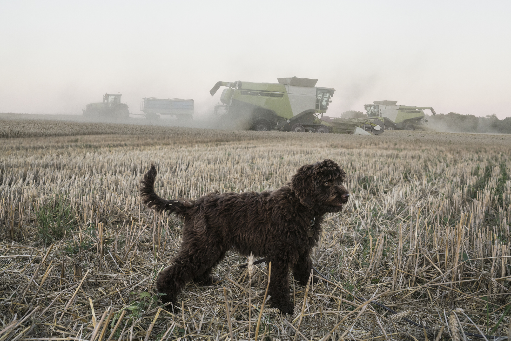 Barbet Dog Breed Information & Characteristics